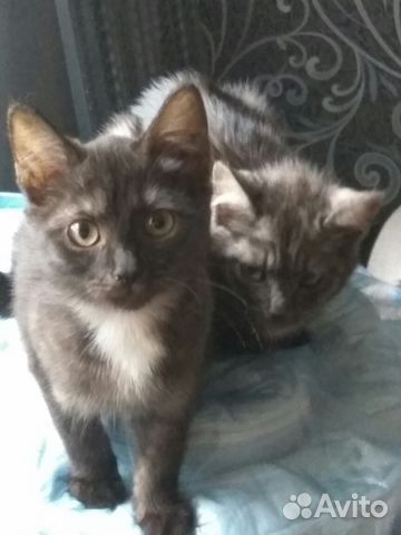 Котята Густав и Лилу