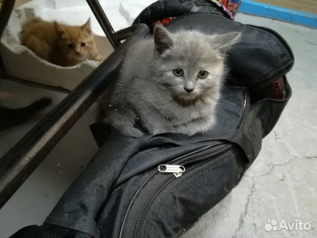 Котята