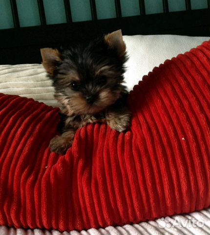 Йоркширский терьер