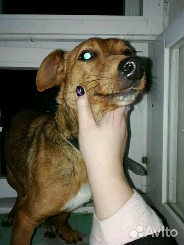 Найден кобель