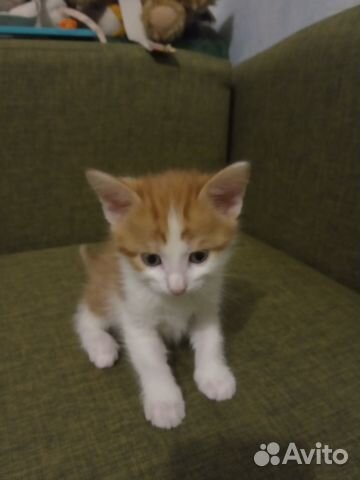 Лапочка кошечка в добрые руки