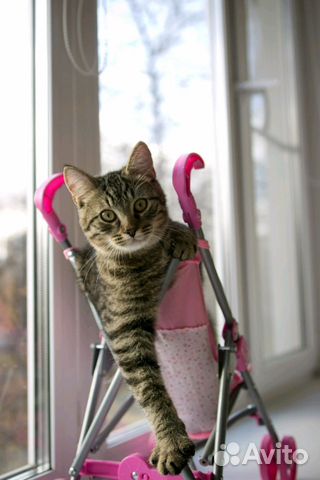 Котёнок 5 месяцев мальчик