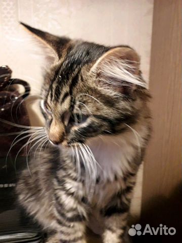 Котята