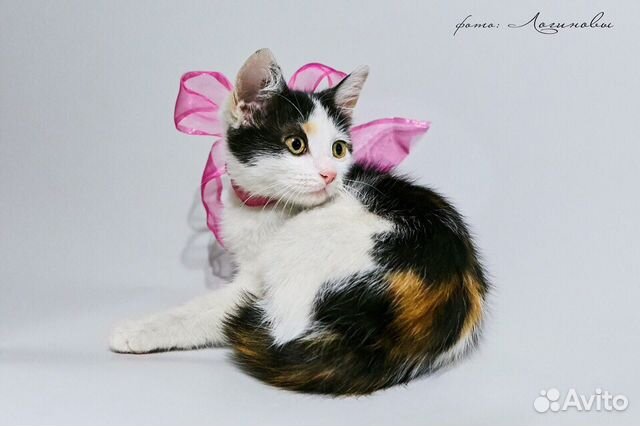 В добрые руки