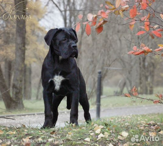 Гордость Италии - Кане Корсо