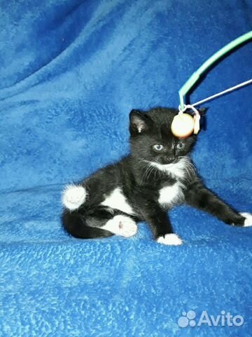 Маркиз в добрые руки