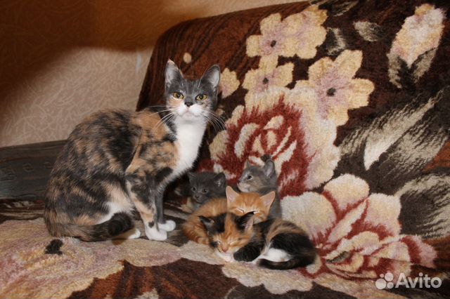 Котята от домашней кошечки отдаю