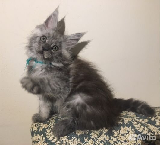 Котики чёрный дым. Питомник