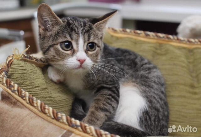 Котенок малышка в дар