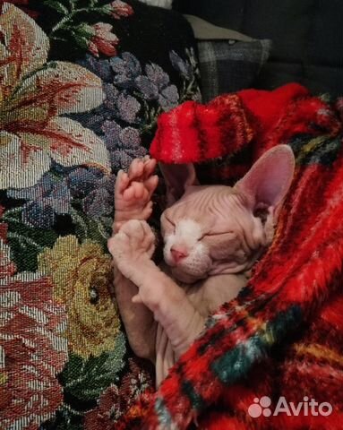 Сфинксик ищет нового хозяина