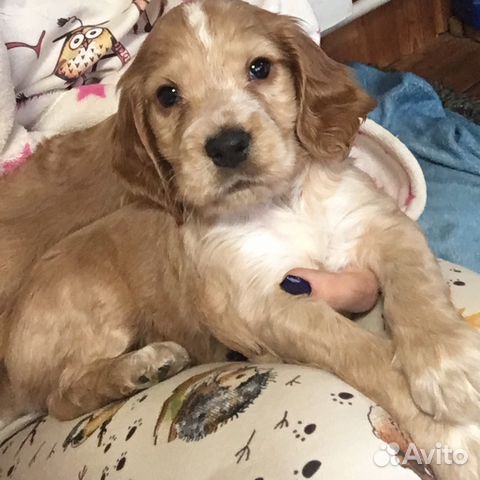 Щенки английского кокер-спаниеля