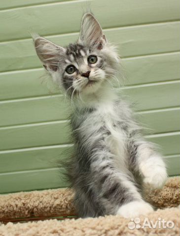 Кошечка мейн кун Nelya