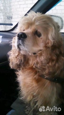 Кокер спаниель отдам