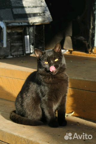 Котёнок от британской кошки 6 месяцев