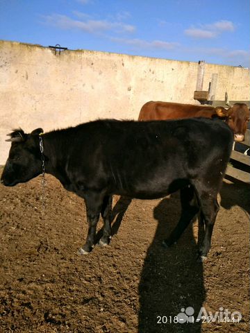 Телка стельная