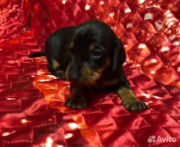 Малыши- таксята с документами РКФ