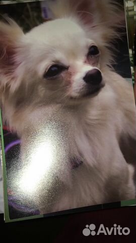 Взрослые чихуахуа