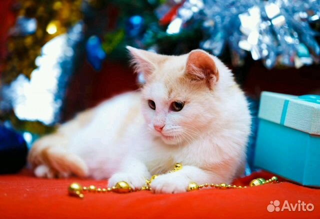 Нежный Персик)