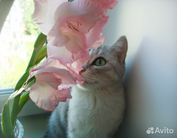 Отдадим любимицу