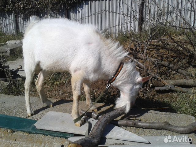 Племенной козлик от зааненских козы и козла