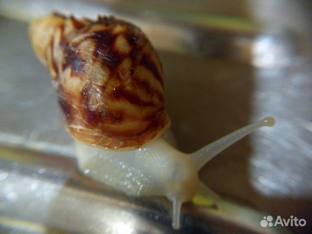 Улитки Ахатины