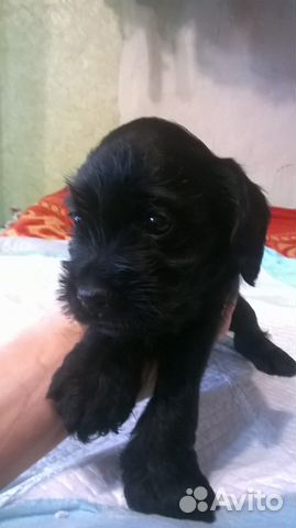 Щенки метисы