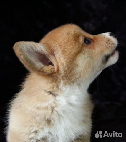 Щенки вельш корги пемброк