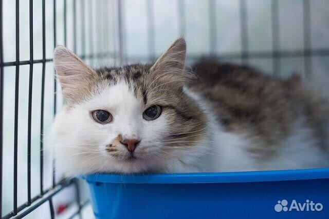 Кошечка Эмили