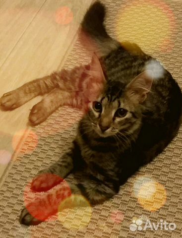 Кошечка, Маргоша Дейзи, ждет свой дом