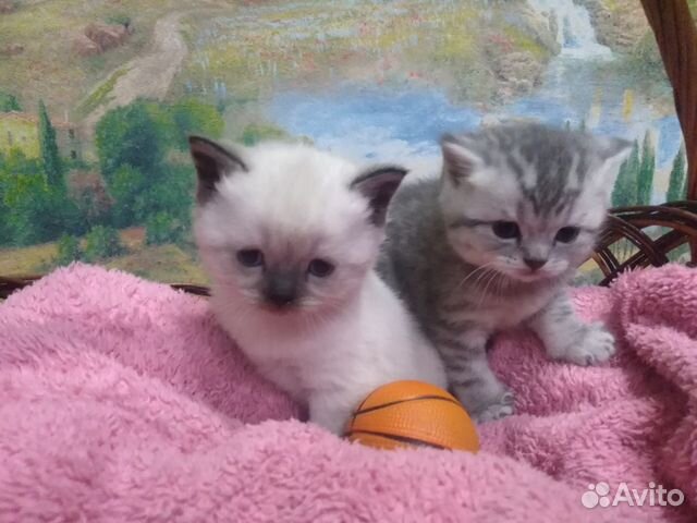 Британские милашки