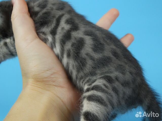 Котятки бенгальские эксклюзивного окраса