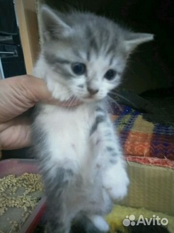 Метисы от мамы скотиш-страйт