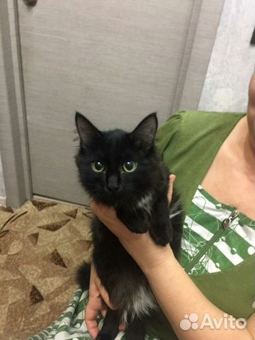 Отдам кошечку 5 мес в хорошие добрые руки, приучен