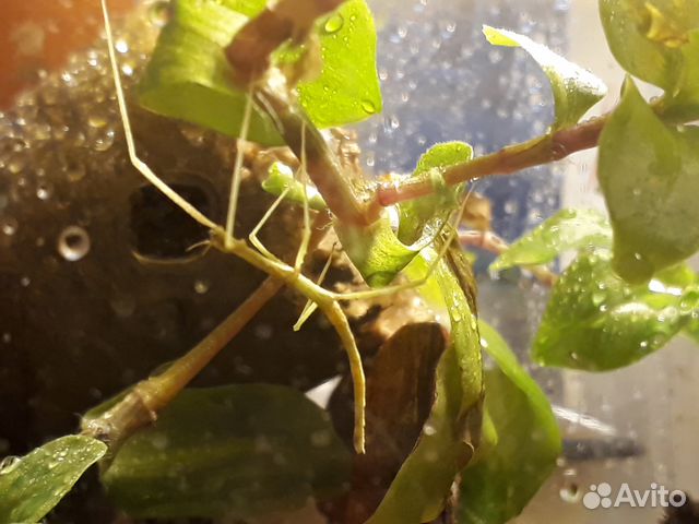 Палочники аннамские (нимфы)