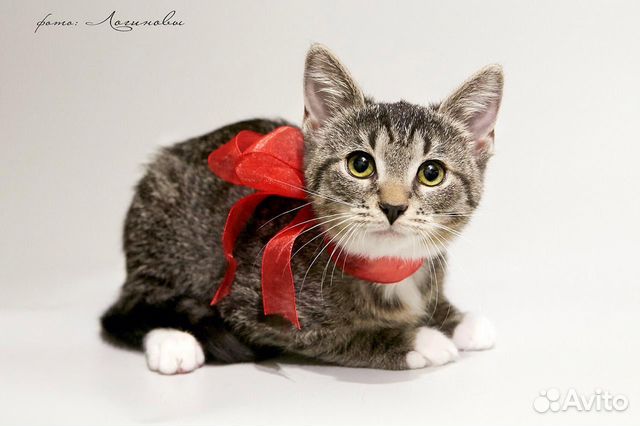 В добрые руки