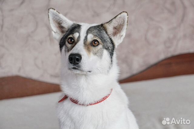 Красавица Белка в поисках дома