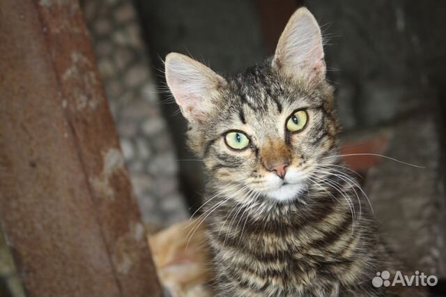 Шикарный мальчонка ищет любящую семью