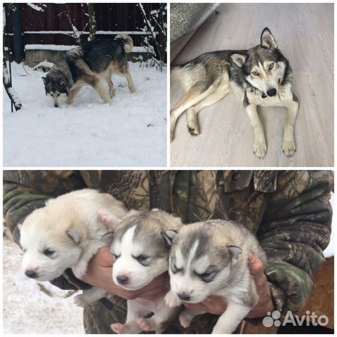 Прекрасные малыши хаски