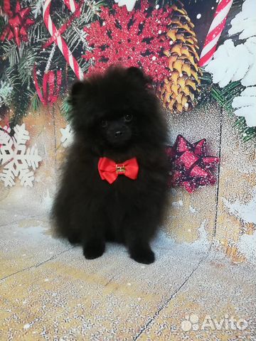 Немецкий цверг шпиц