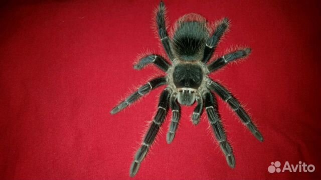 Паук птицеед Grammostola pulchripes