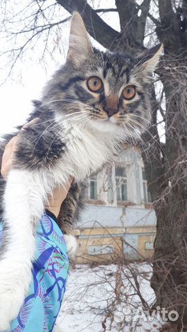А ля мэйнкун