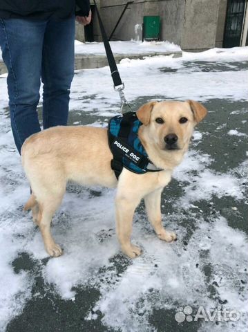 Щенок митис лабрадора