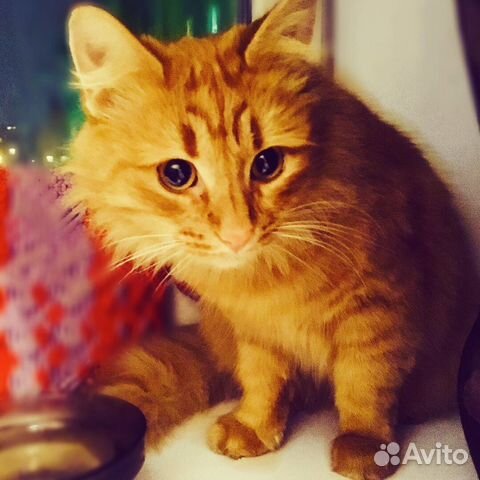 Огненно рыжий котёнок, девочка