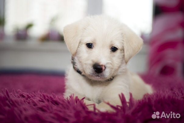 Щенок лабрадора Трэвис в добрые руки