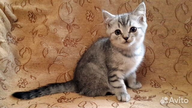 Британская кошечка 2 мес