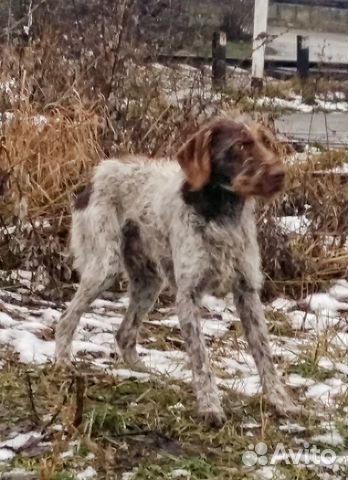 Охотничья собака. Дратхаар