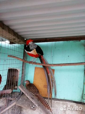 Декоративная птица