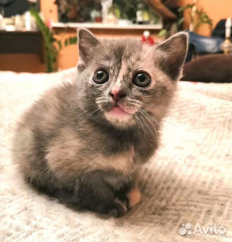 Котята от тайской кошки и шотландского кота