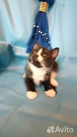 Самый игривый и ласковый друг