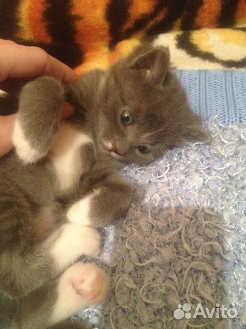 Бомбейский метис